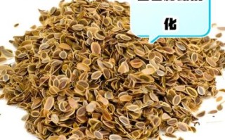 小茴香能治失眠吗_小茴香籽助眠怎么吃