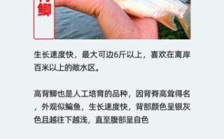 鲫鱼粤语读音_鲫鱼粤语点读