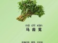 马齿苋图片功效与作用_马齿苋怎么吃最养生
