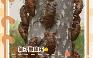 男人吃知了猴的功效与作用_男人吃知了猴补肾壮阳吗