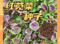 苋菜什么时候种最合适_苋菜种植最佳月份