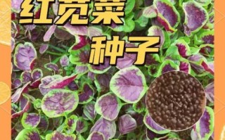 苋菜什么时候种最合适_苋菜种植最佳月份