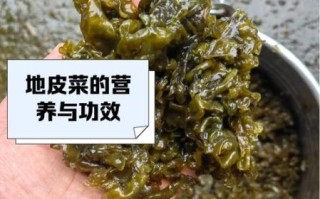 地皮菜炒之前要焯水吗_地皮菜焯水几分钟 地皮菜炒之前要焯水吗_地皮菜焯水几分钟