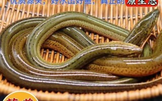 黄鳝鱼怎么杀_黄鳝宰杀技巧