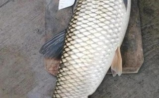 草鱼图片高清_草鱼高清图片怎么拍