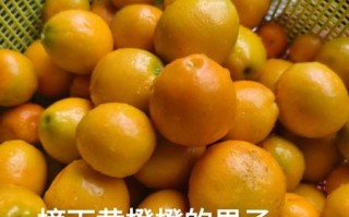 金桔怎么保存_金桔的做法大全