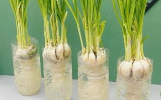 种蒜苗的正确方法_蒜苗多久能收割