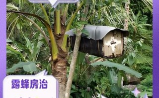 露蜂房的功效与作用_露蜂房能治什么病