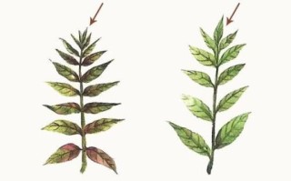 香椿树长什么样子_香椿树和臭椿区别