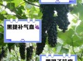 黑提子孕妇能吃吗_黑提子功效与作用