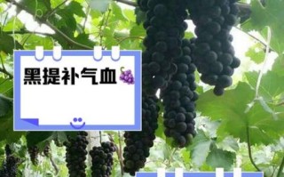 黑提子孕妇能吃吗_黑提子功效与作用