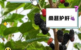 男人吃桑葚壮阳吗_桑葚壮阳是真的吗