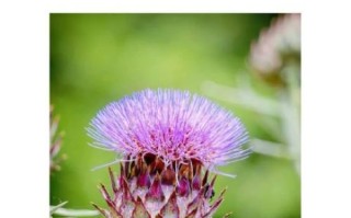 洋蓟怎么挑选_洋蓟怎么吃最营养