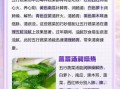 五行蔬菜汤怎么做_五行蔬菜汤的功效与禁忌