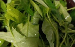 空心菜怎么摘洗_空心菜清洗的正确方法