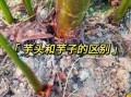 香芋长什么样子_香芋和芋头区别