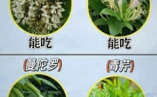 野菜大全可食用图片_哪些野菜可以吃