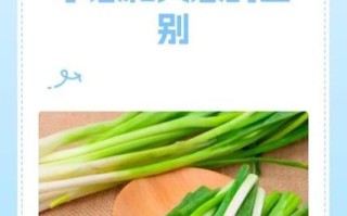 葱油面可以用大葱吗_大葱与小葱味道差别 葱油面可以用大葱吗_大葱与小葱味道差别