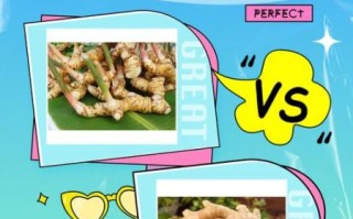 良姜调料长什么样_良姜和高良姜区别