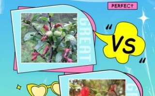 海棠木瓜树图片_如何辨别真假