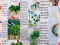 黄豆生长过程_观察日记怎么写