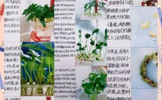 黄豆生长过程_观察日记怎么写