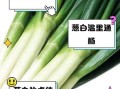 葱白是什么颜色_葱白颜色怎么形容