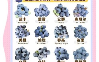 蓝莓怎么吃最有营养_蓝莓一天吃多少颗最好
