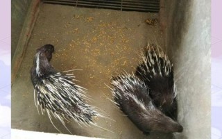豪猪肉的营养价值_豪猪肉适合什么人吃 豪猪肉的营养价值_豪猪肉适合什么人吃