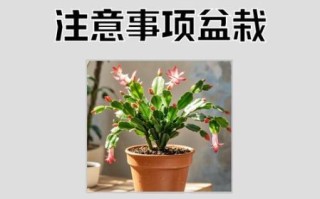 蟹爪兰怎么养_蟹爪兰多久浇一次水