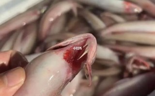 龙头鱼为什么禁止卖_龙头鱼禁售原因