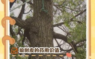 榆树皮的功效与作用_榆树皮禁忌有哪些