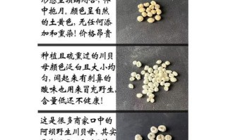 川贝粉可以直接泡水喝吗_正确服用方法