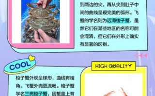 飞蟹和梭子蟹的区别图片_如何一眼分辨