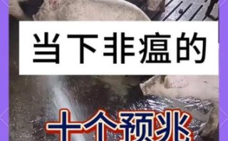 猪瘟传染人吗_猪瘟病毒对人有害吗