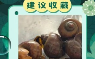 吃了福寿螺怎么补救_福寿螺寄生虫潜伏期多久