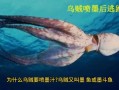乌贼喷墨是什么意思_乌贼喷墨的防御机制