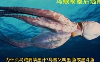乌贼喷墨是什么意思_乌贼喷墨的防御机制