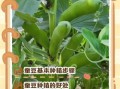 蚕豆植株长什么样_蚕豆图片怎么识别