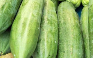 西胡瓜图片_西胡瓜和黄瓜的区别 西胡瓜图片_西胡瓜和黄瓜的区别