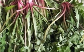 蒲公英野菜怎么吃最好_蒲公英野菜做法大全