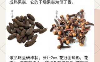 丁香的功效与作用及禁忌_丁香泡水喝有什么禁忌