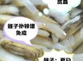 蛏子全身都可以吃吗_哪些部位不能吃