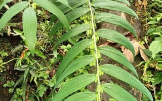 野生黄精长什么样_如何辨别真假野生黄精