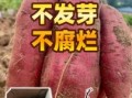 红苕怎么保存不发芽_红苕发芽了还能吃吗