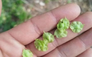 榆钱树叶子图片_榆钱树叶长什么样