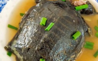 清蒸甲鱼怎么做_清蒸甲鱼的做法大全