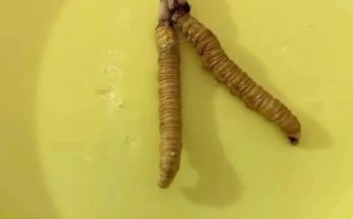 北虫草怎么吃_北虫草的正确吃法