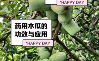 木瓜的功效与作用_木瓜主治哪些疾病