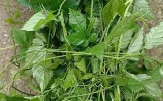 绞股蓝的副作用和禁忌_哪些人不能喝